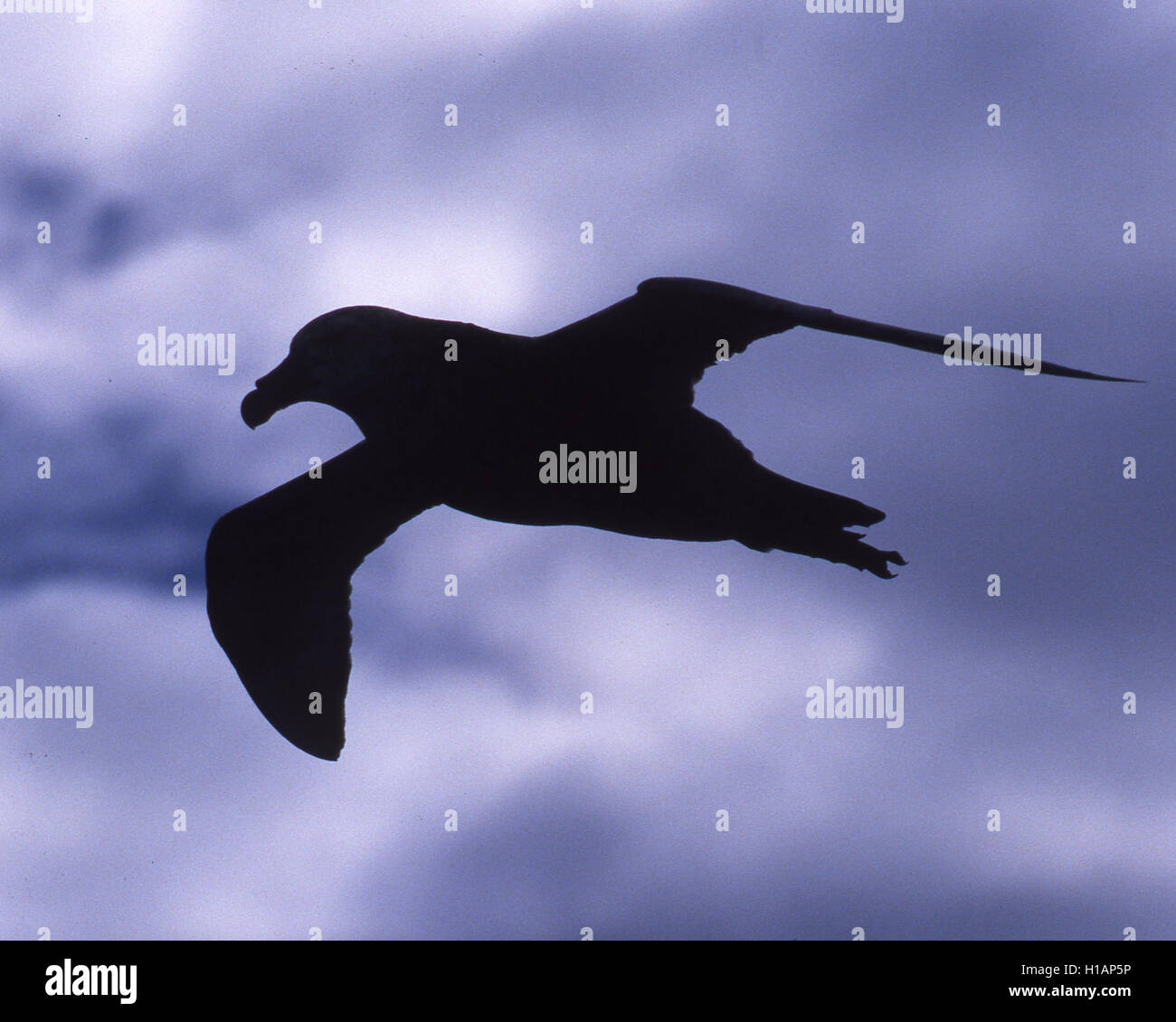 Antarctic giant petrels flying hi-res stock photography and images - Alamy