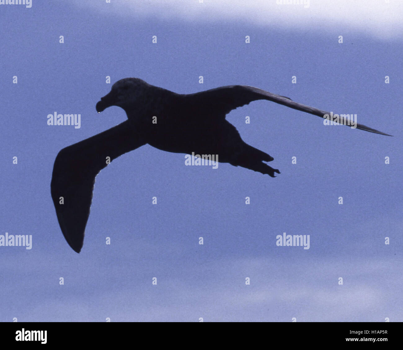 Antarctic giant petrels flying hi-res stock photography and images - Alamy