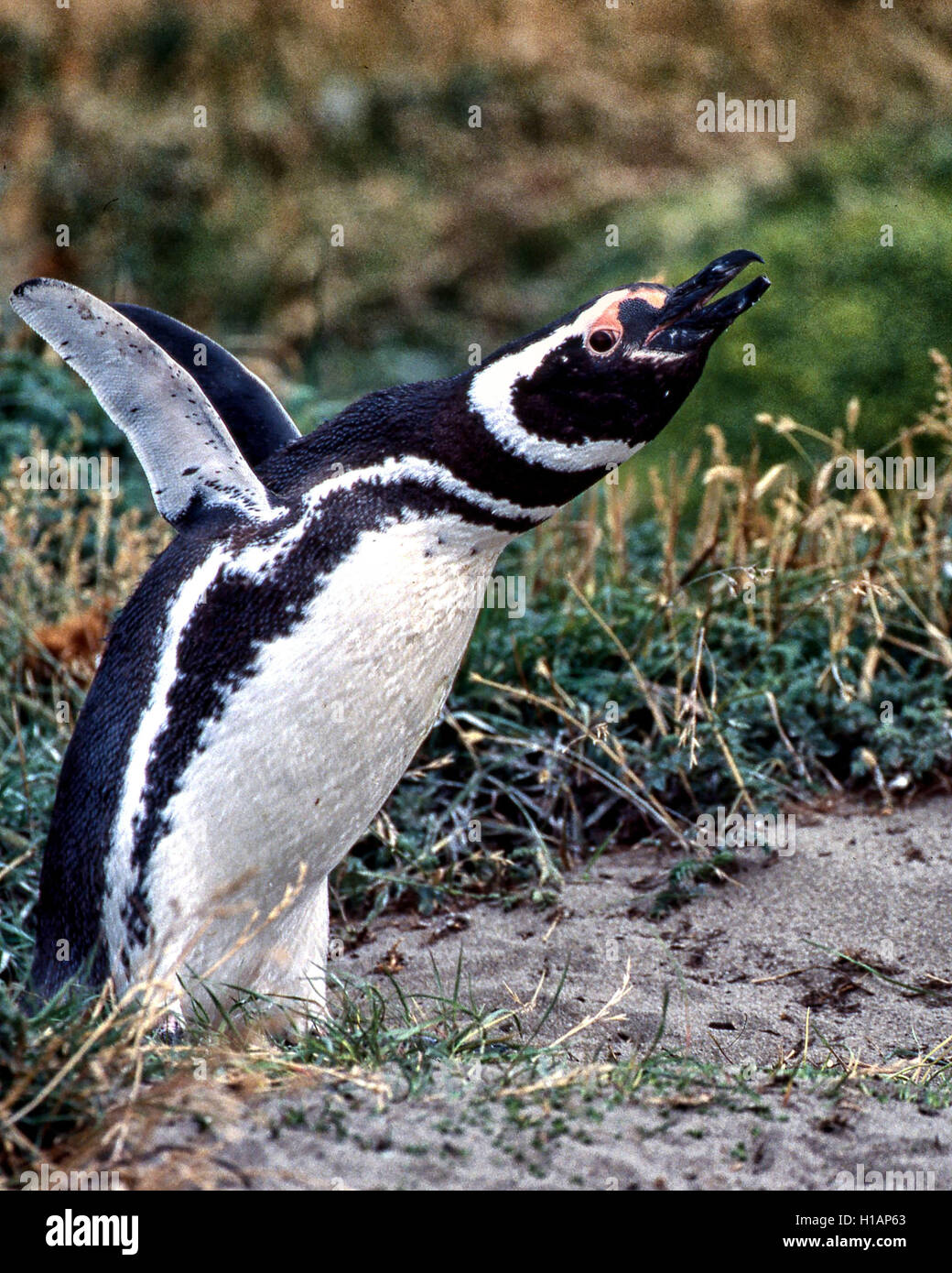 Magallanes Region, Chile. 22nd Feb, 2003. A Magellanic penguin ...