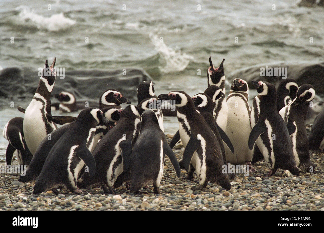 Magallanes Region, Chile. 22nd Feb, 2003. A large colony of Magellanic ...
