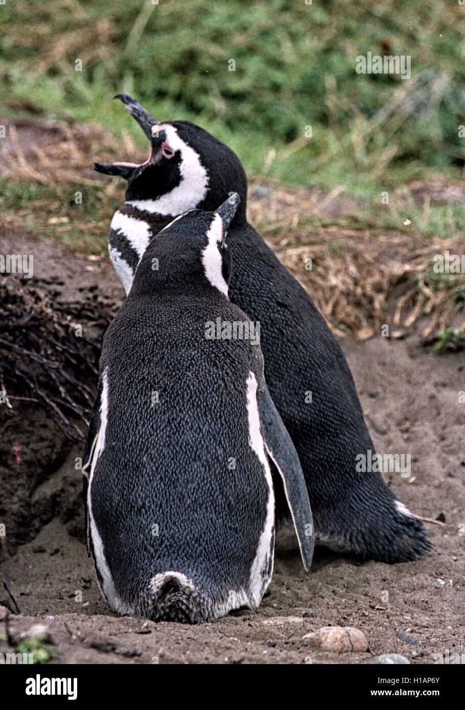 Magallanes Region, Chile. 22nd Feb, 2003. A pair of Magellanic penguins ...