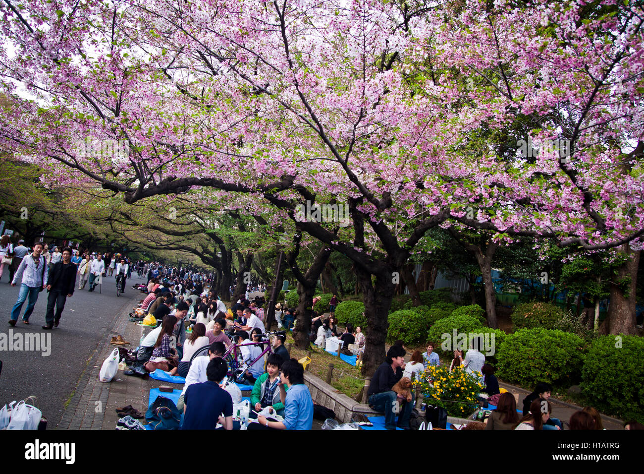 People enjoy the cherry blossoms during spring in Tokyo, Japan Stock ...
