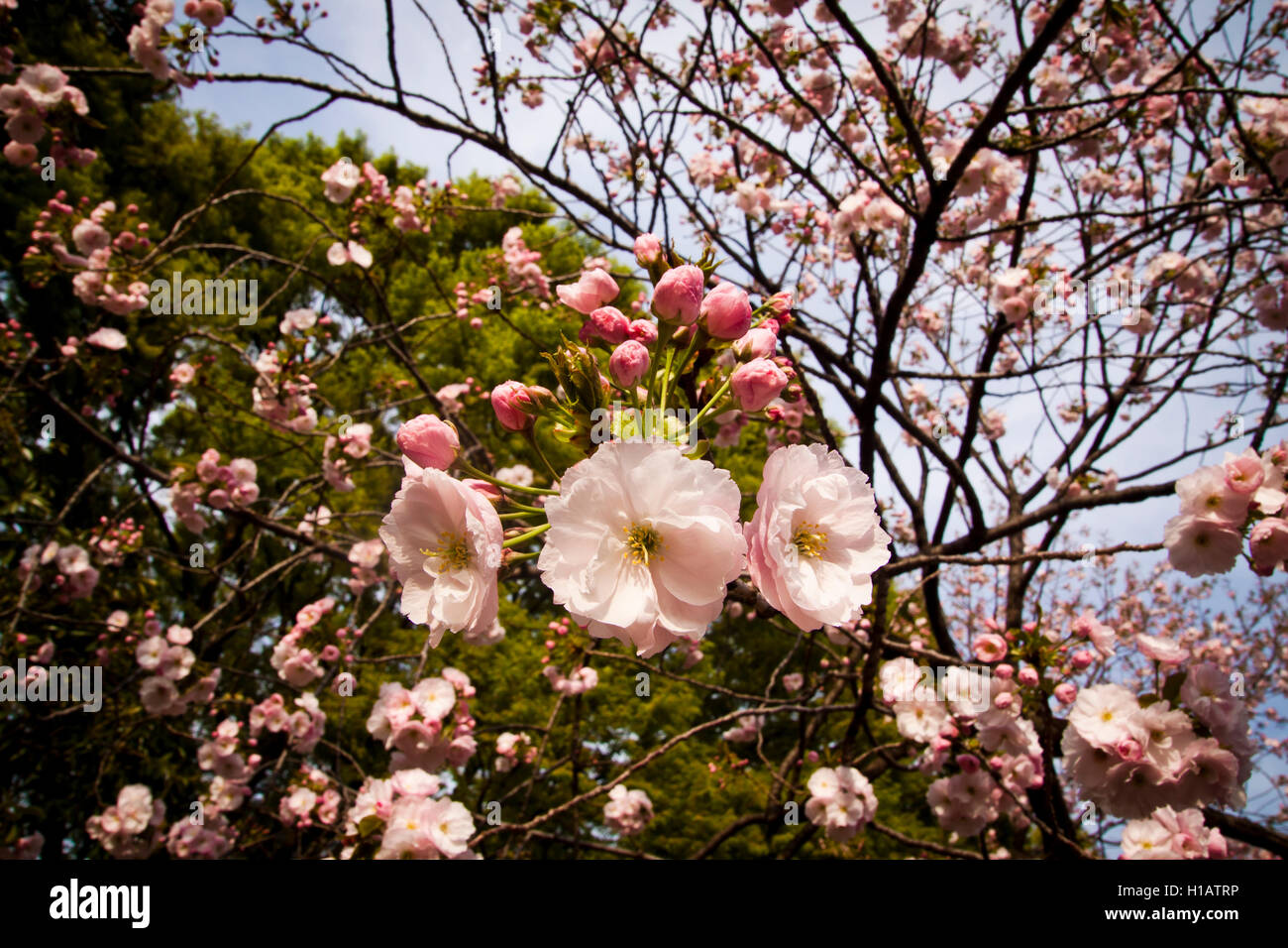 Cherry blossoms (sakura) during spring in Tokyo, Japan Stock Photo - Alamy