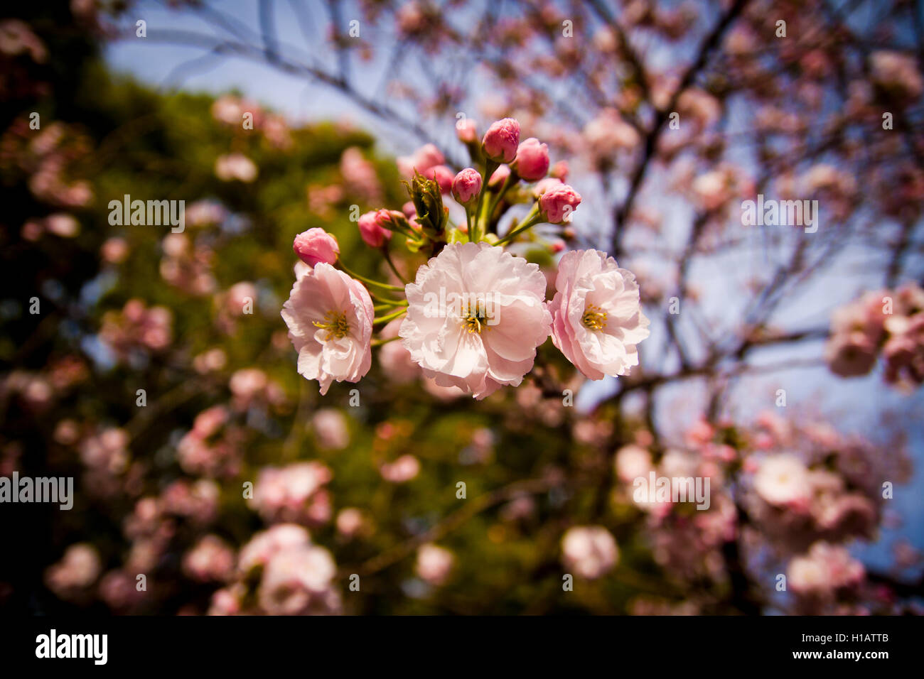 Cherry blossoms (sakura) during spring in Tokyo, Japan Stock Photo - Alamy