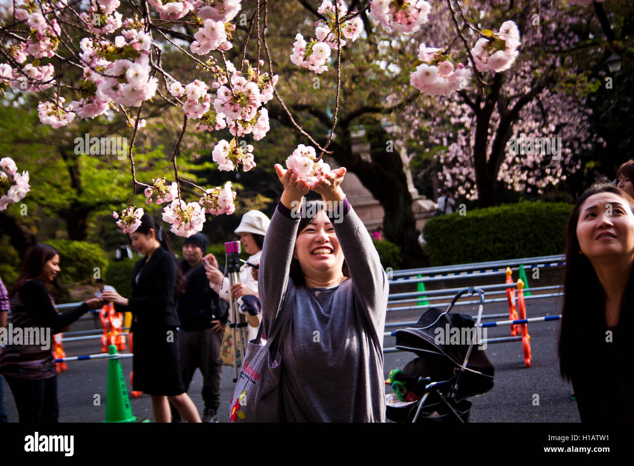 People enjoy cherry blossoms during hi-res stock photography and images ...