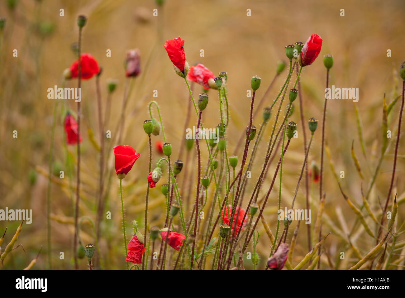 Red Poppies in a field of Rapeseed Stock Photo - Alamy