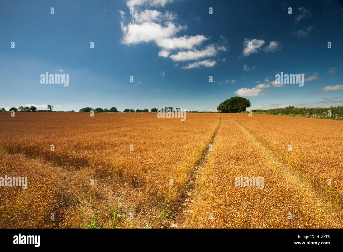 Linseed harvest hi-res stock photography and images - Alamy
