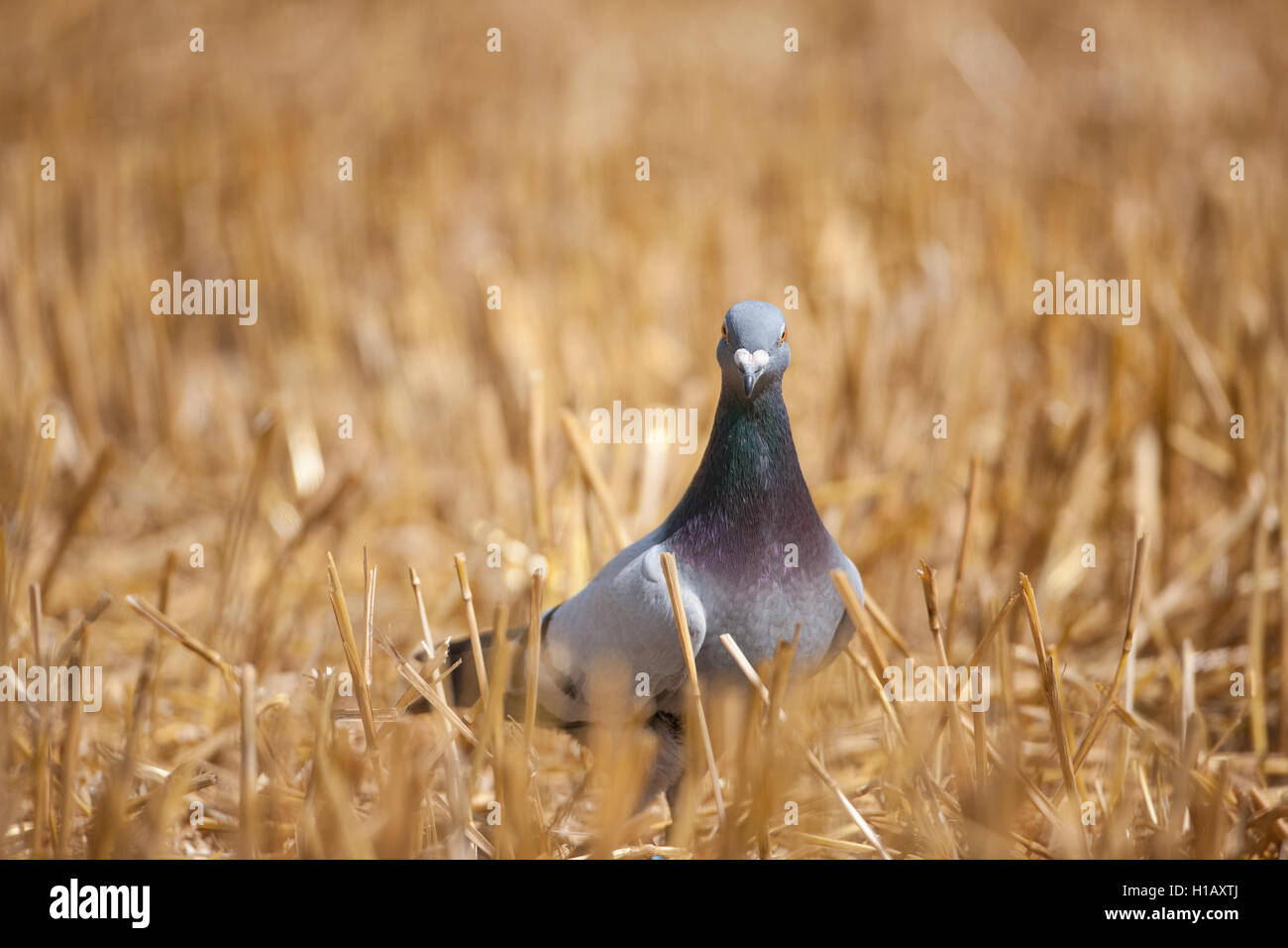 Wood pigeon pest hi-res stock photography and images - Alamy