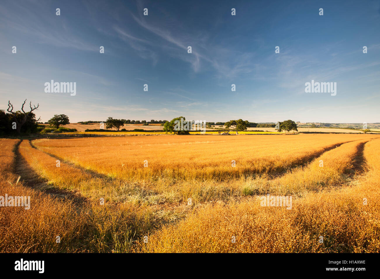 Linseed oil crop hi-res stock photography and images - Alamy