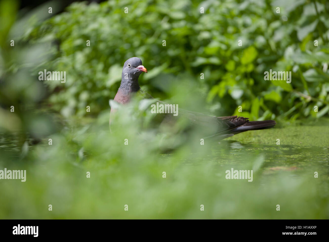 Countryside environment somerset bird hi-res stock photography and ...