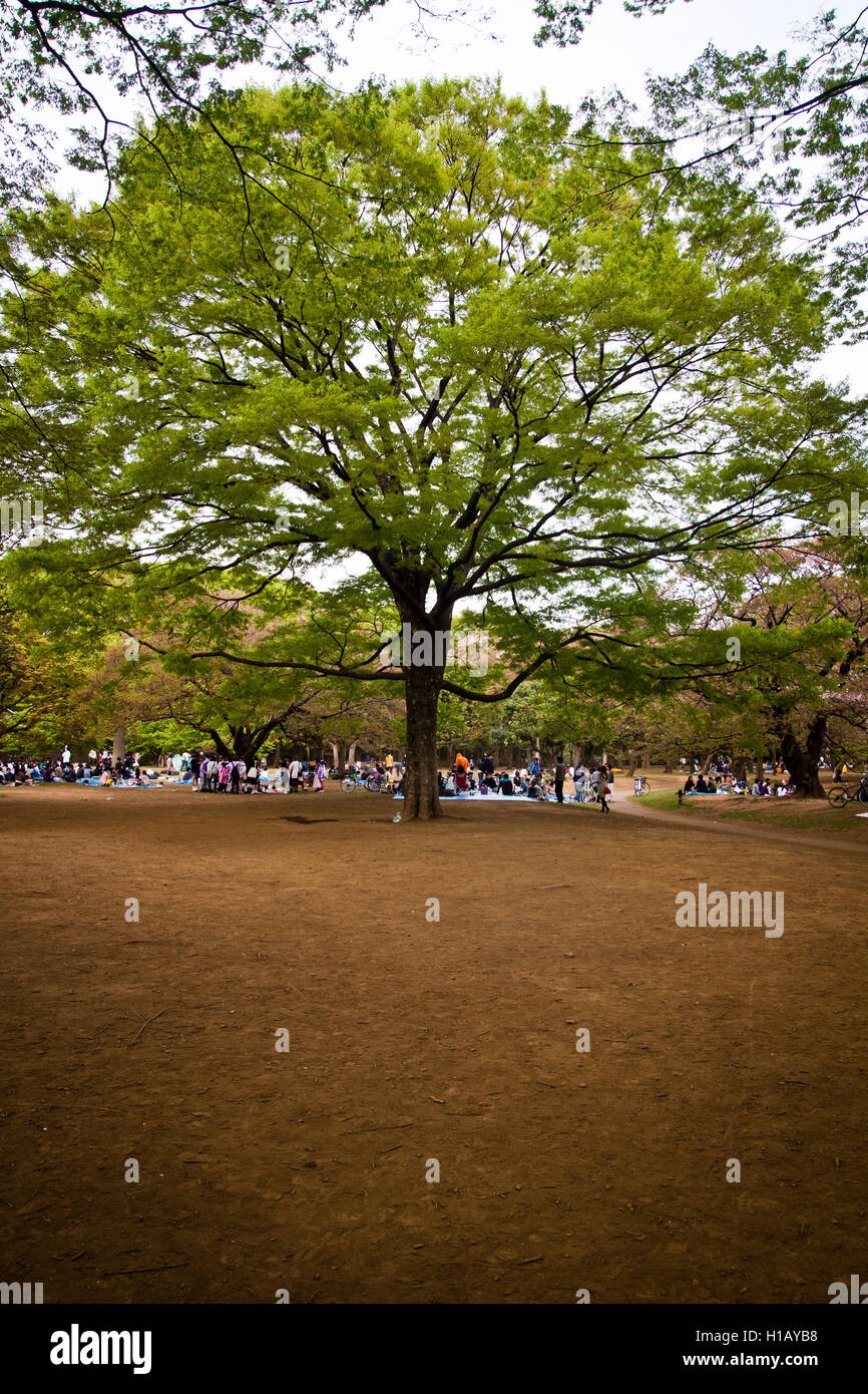 A large tree in Yoyogi Park, Tokyo, Japan Stock Photo - Alamy