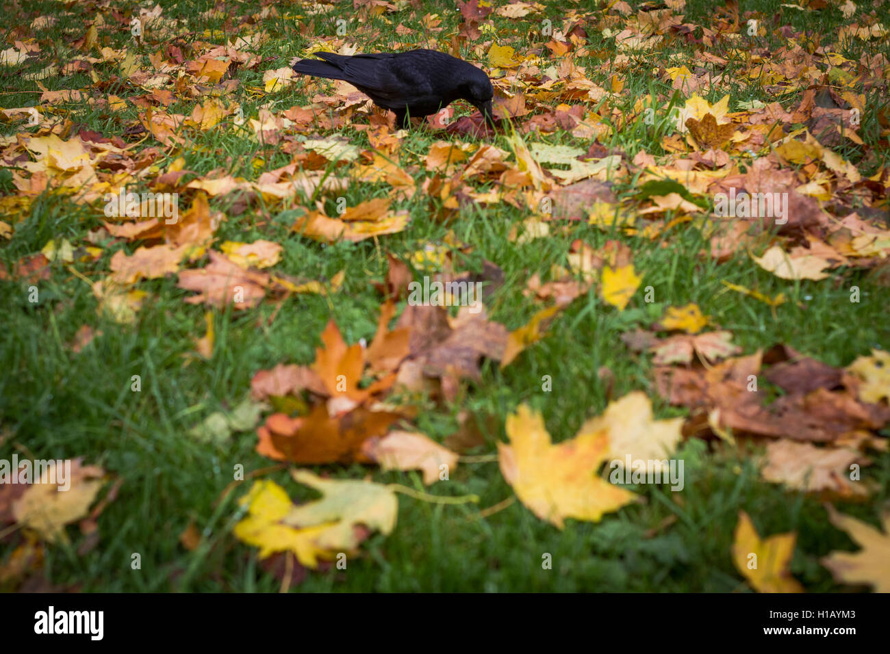 A crow pecking autumn leaves in Dresden, Germany Stock Photo - Alamy