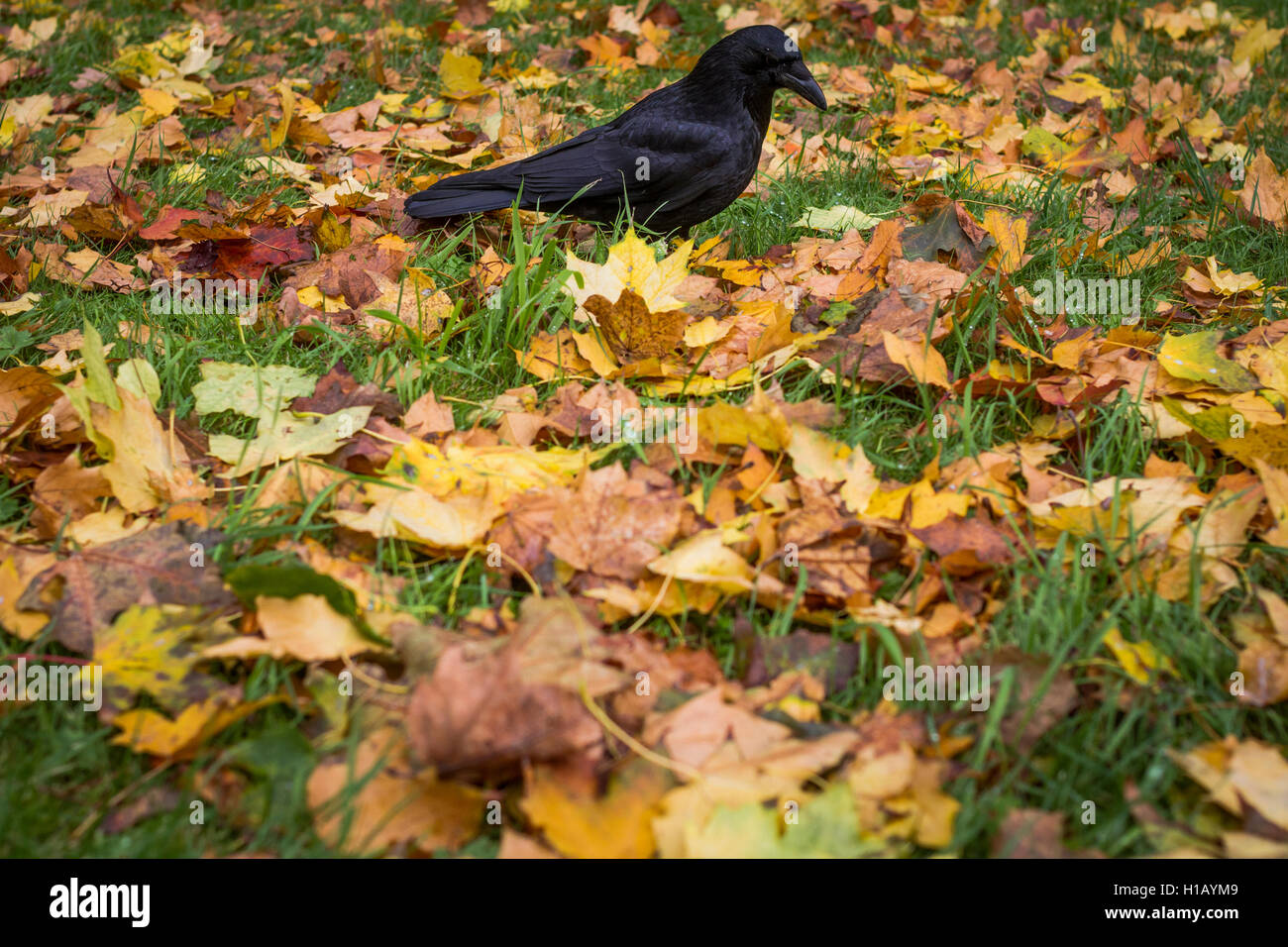 Crow pecking hi-res stock photography and images - Alamy