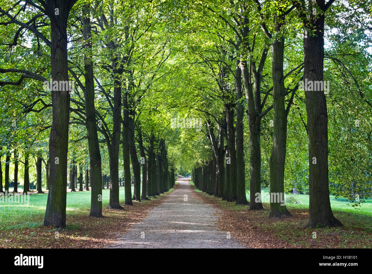 A long, tree-lined path in Sansoucci Park, Potsdam, Germany Stock Photo ...