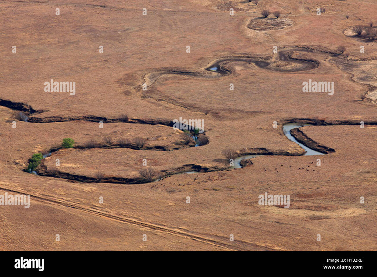 Aerial Photograph of a course of a stream with cows grazing in the dry ...