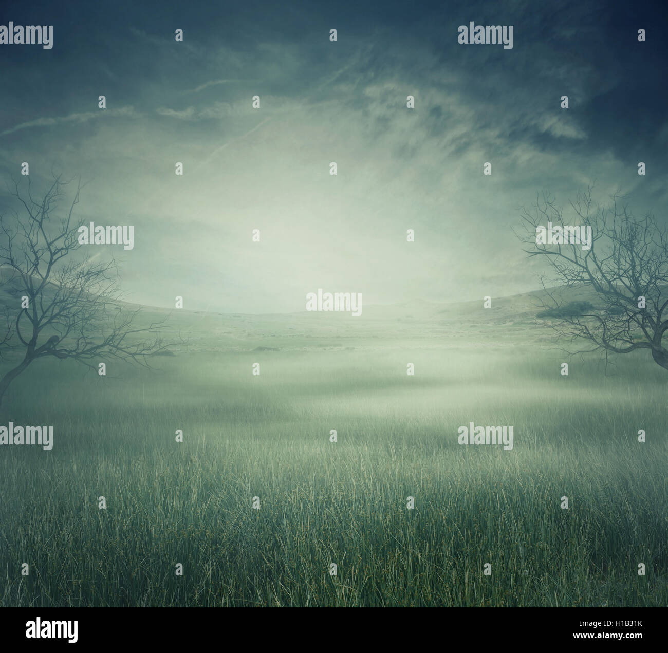 Mystycal landscape with a misty field and bare trees. Scary halloween ...