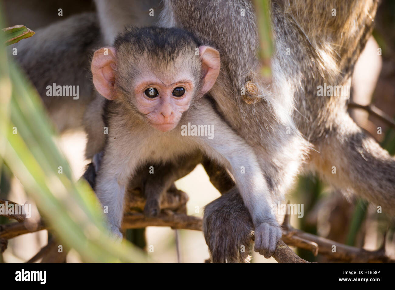 Vervet monkey (Chlorocebus pygerythrus) infant and adult Stock Photo ...