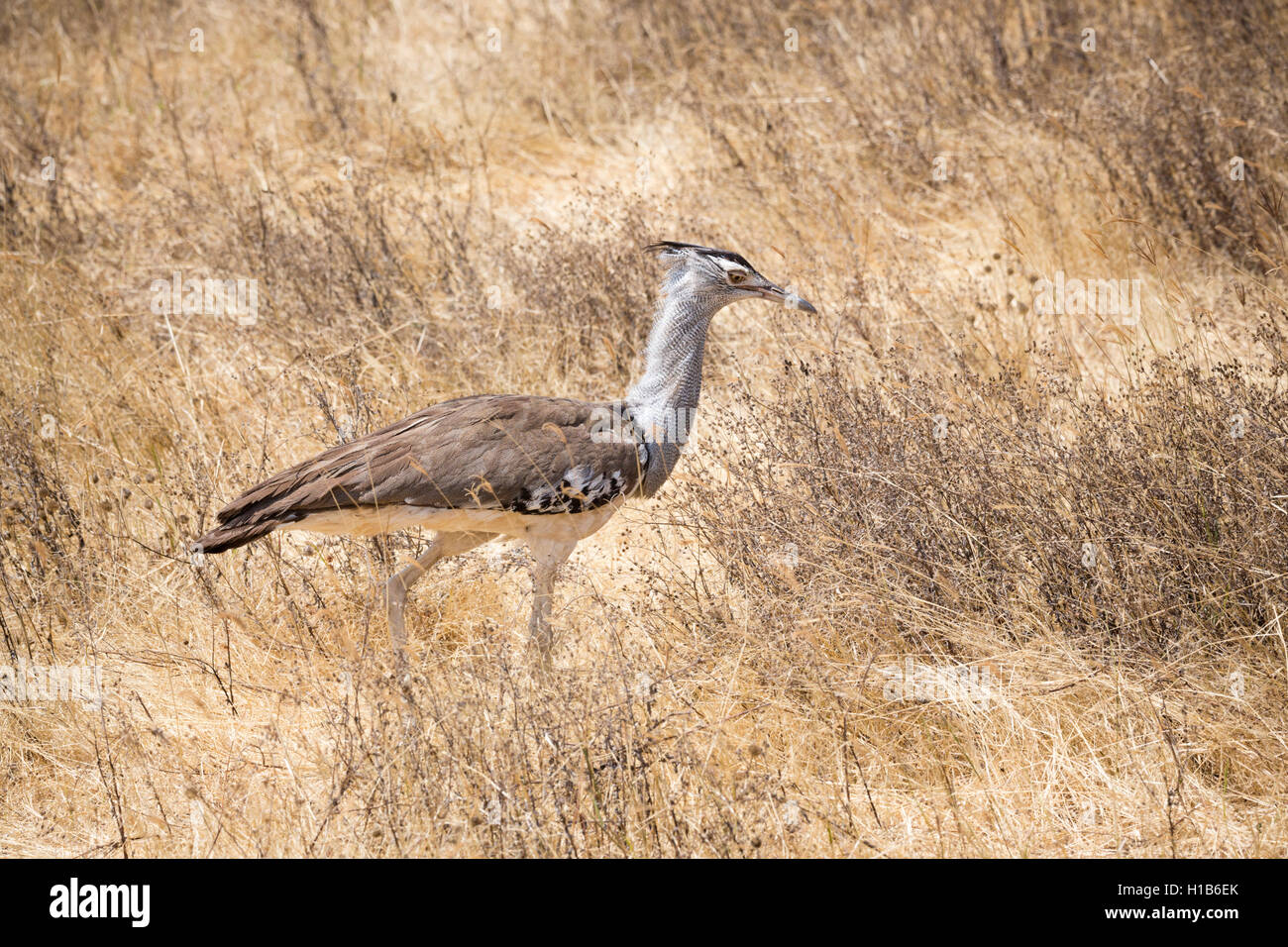 Kori bustard (Ardeotis kori) stalking Stock Photo - Alamy