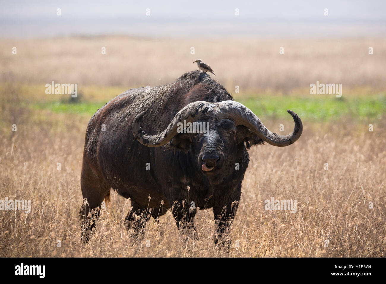 African buffalo (Syncerus caffer) with wattled starling (Creatophora ...