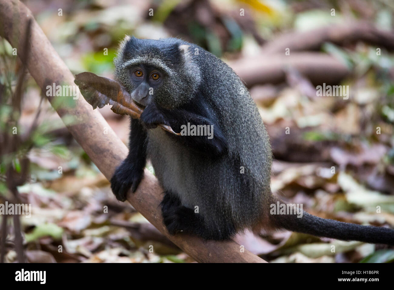 A blue monkey (Cercopithecus mitis) feeding on a leaf Stock Photo - Alamy