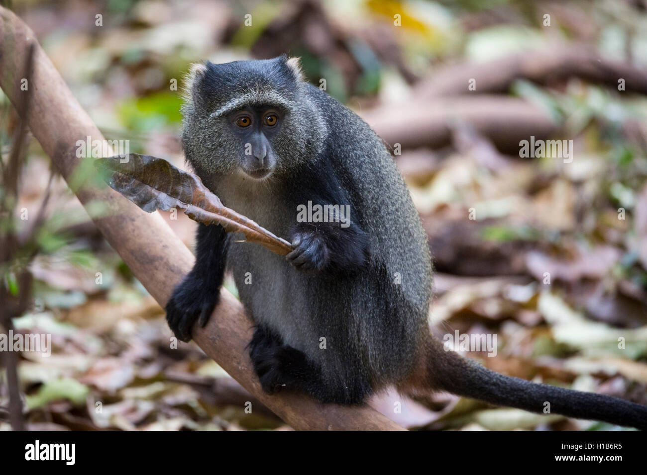 A blue monkey (Cercopithecus mitis) feeding on a leaf Stock Photo - Alamy