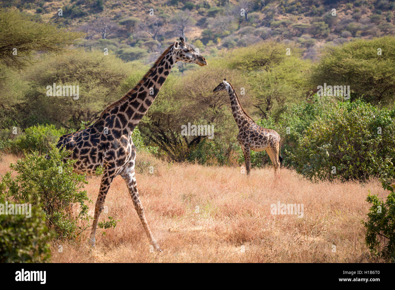 Lamarck giraffe hi-res stock photography and images - Alamy