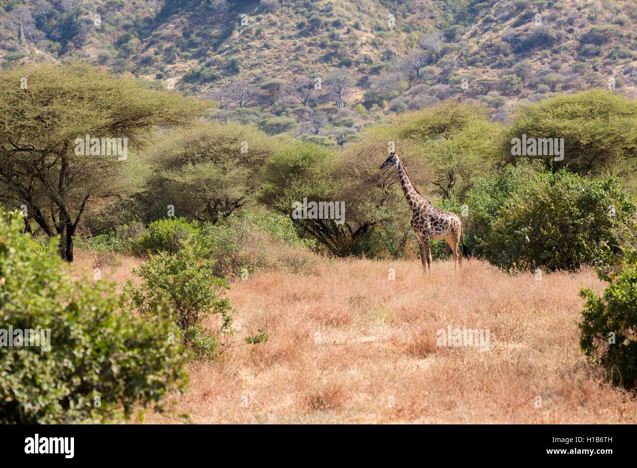 Lamarck giraffe hi-res stock photography and images - Alamy