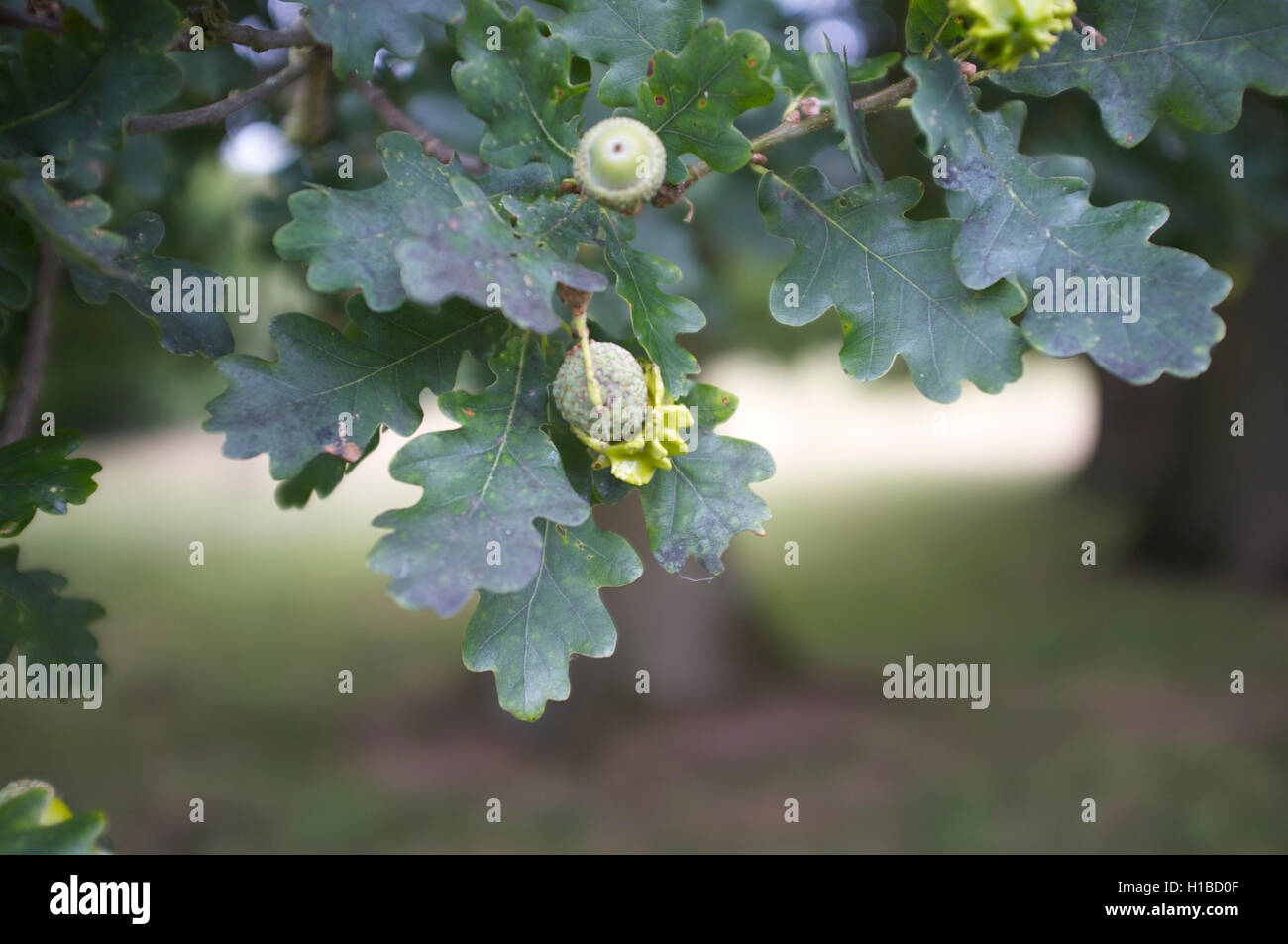 Oak gall wasps have caused an unusual growth on this acorn in Kent ...