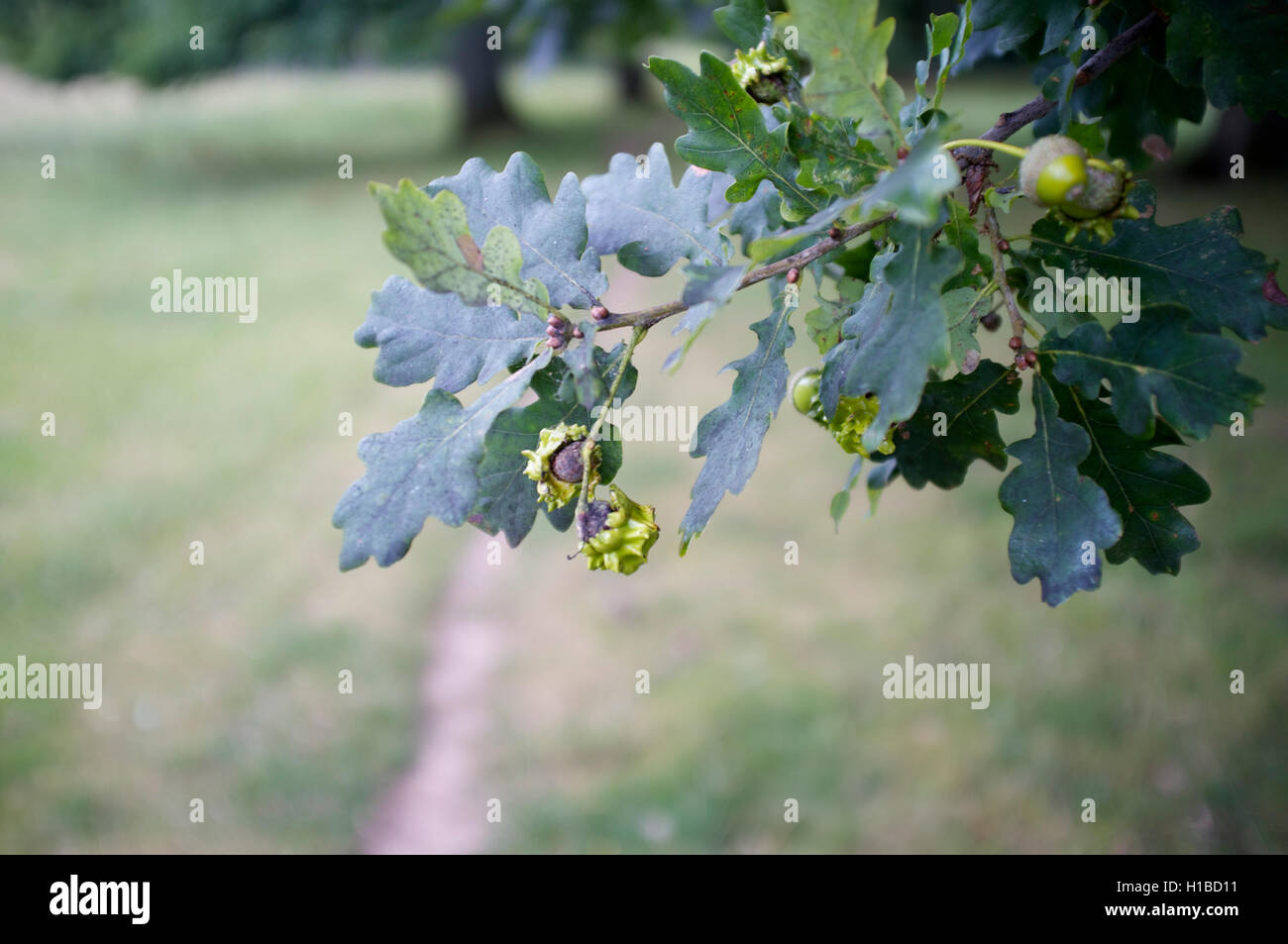 Oak gall wasps have caused an unusual growth on this acorn in Kent ...
