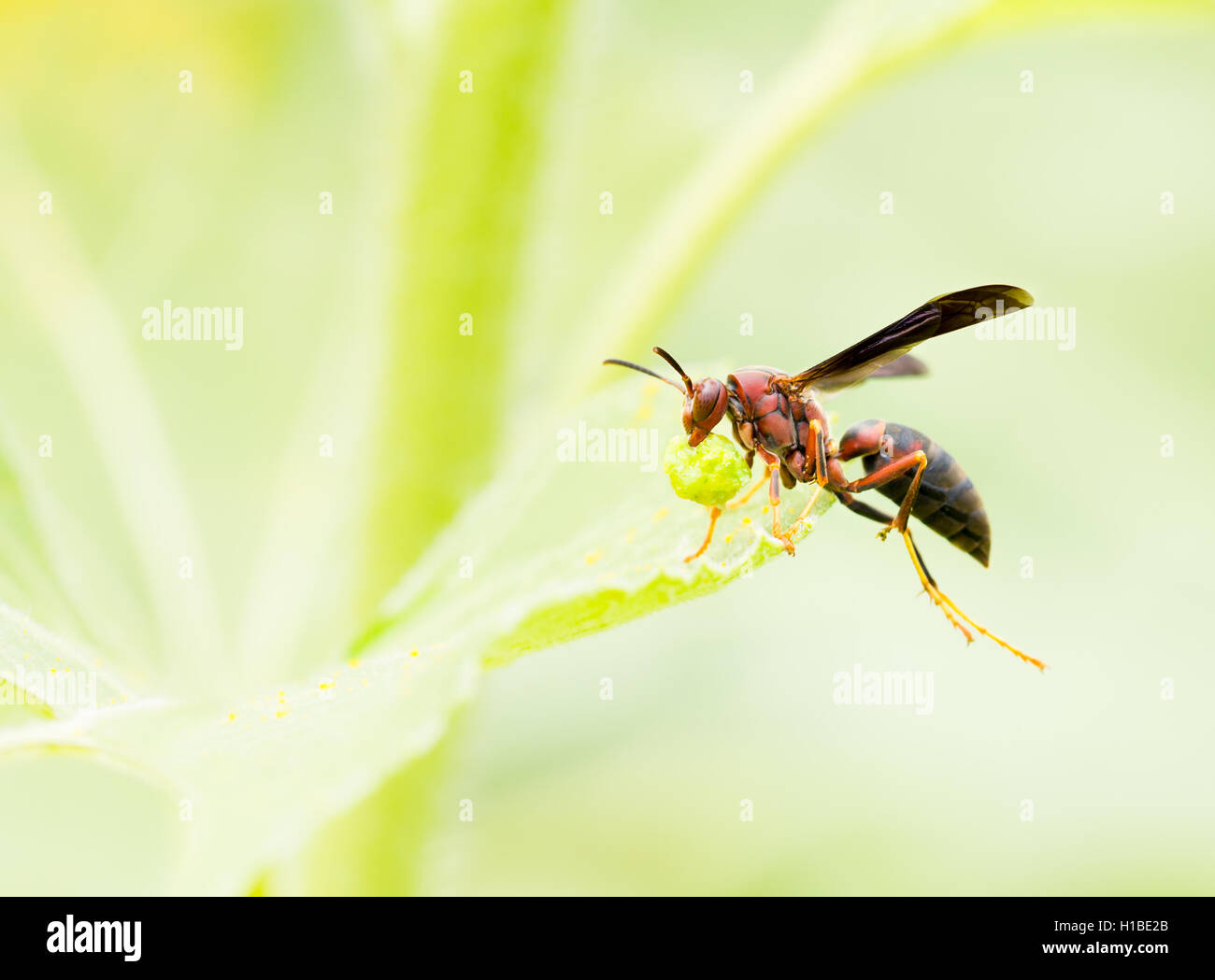 Large slender paper wasp, with mouth full of food, hung its legs over ...