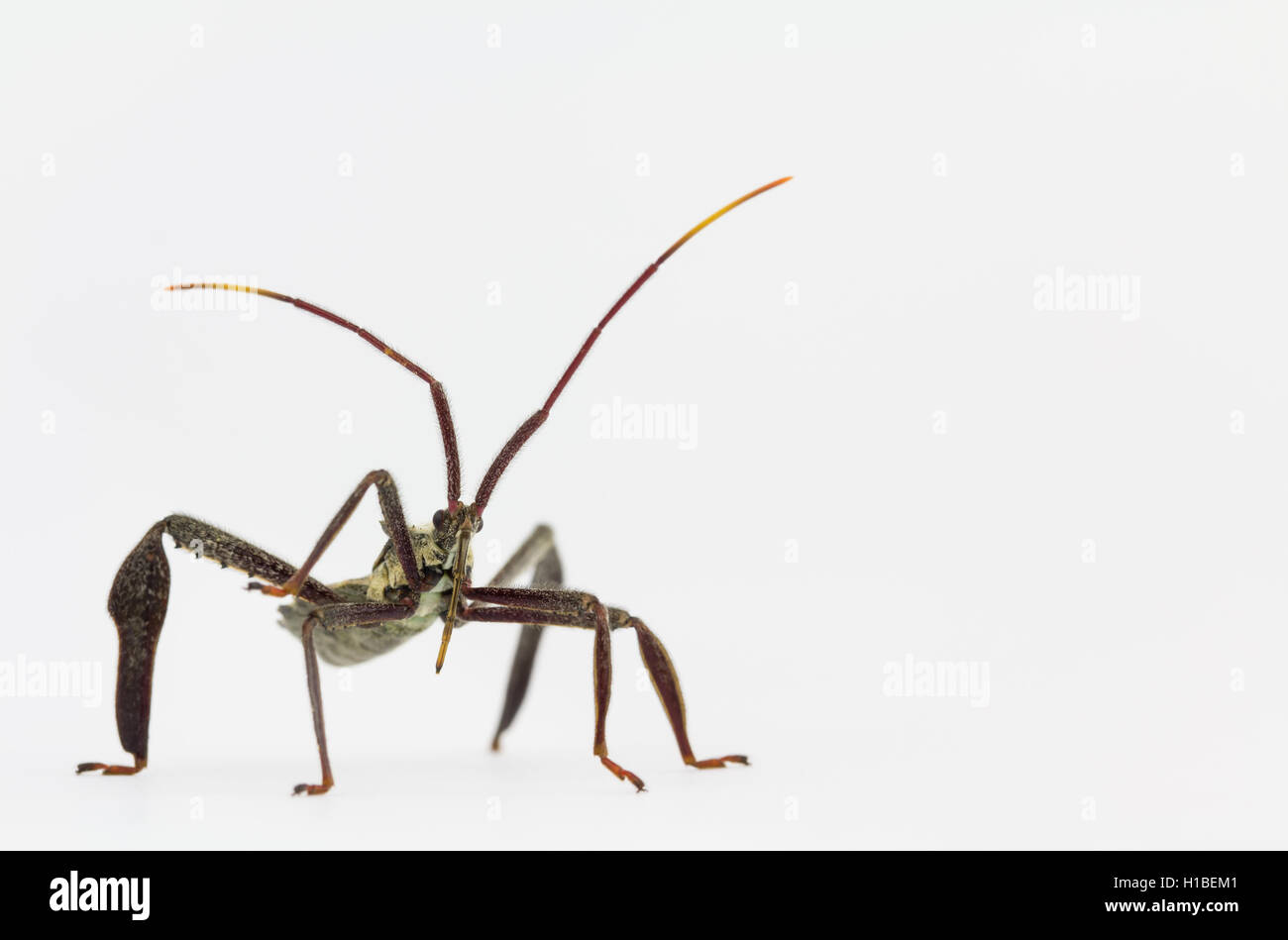 Foreleg raised hi-res stock photography and images - Alamy