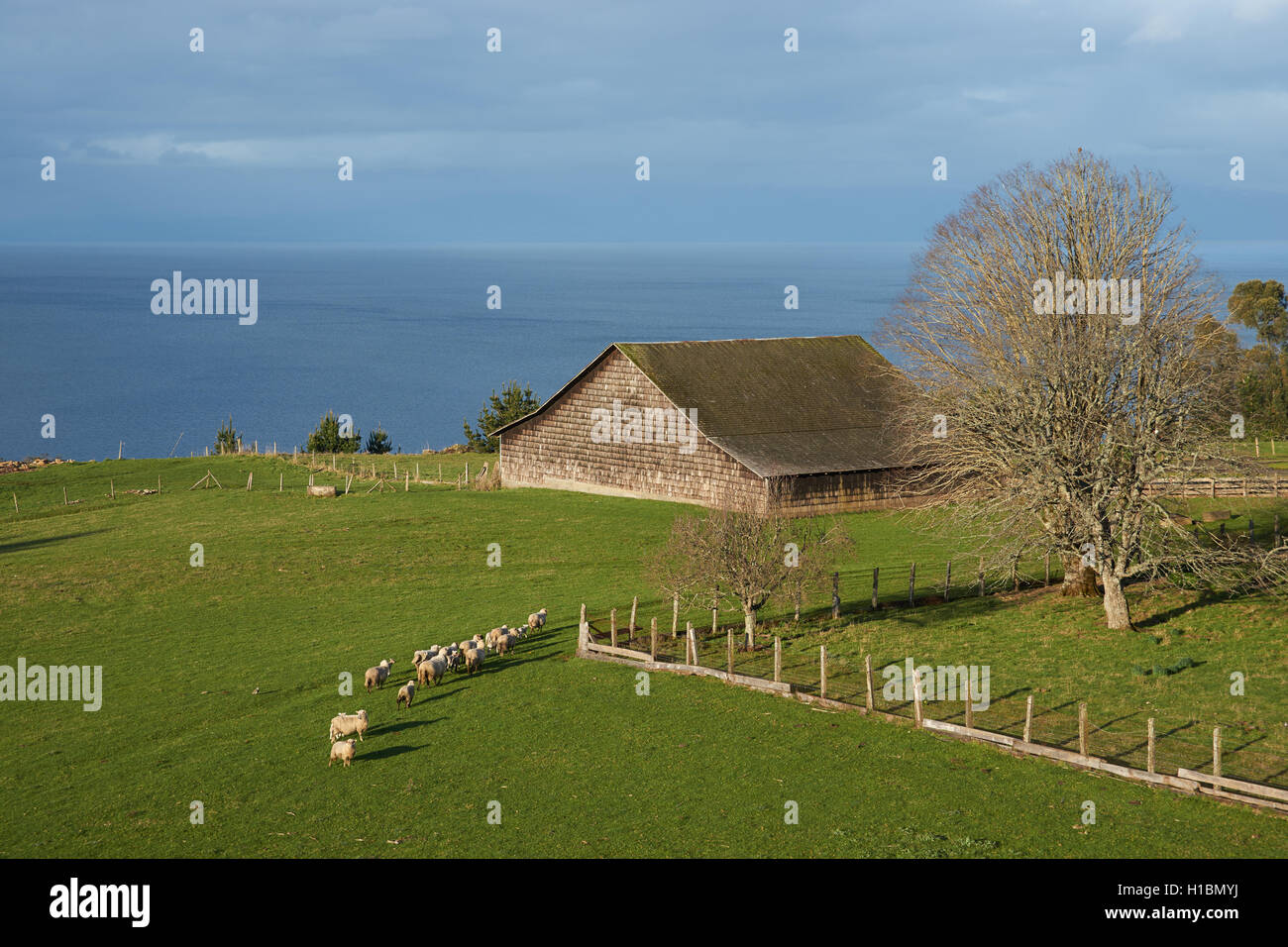 Flock sheep chile hi-res stock photography and images - Alamy