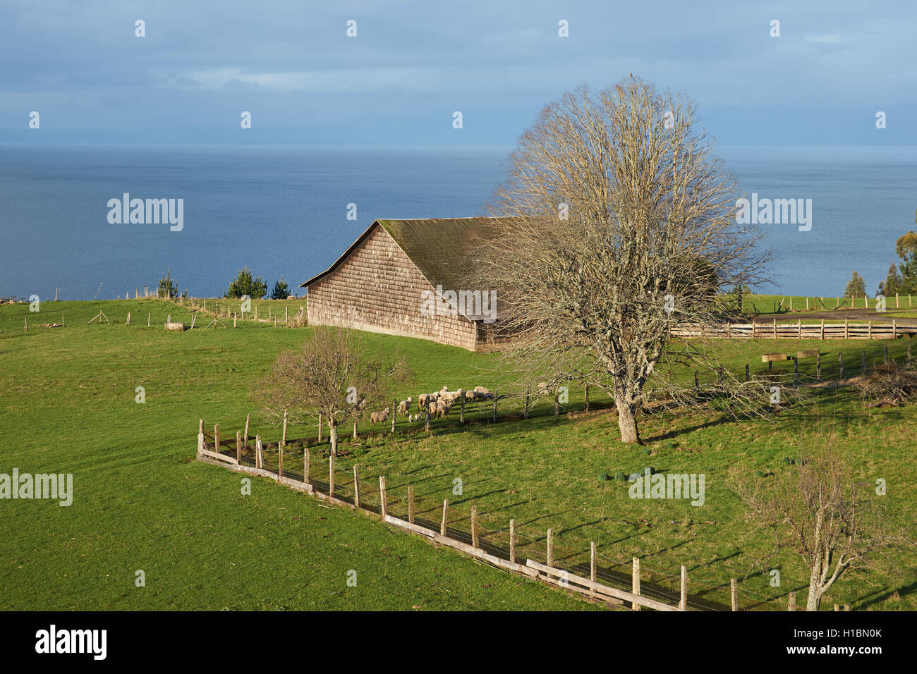 Flock sheep chile hi-res stock photography and images - Alamy