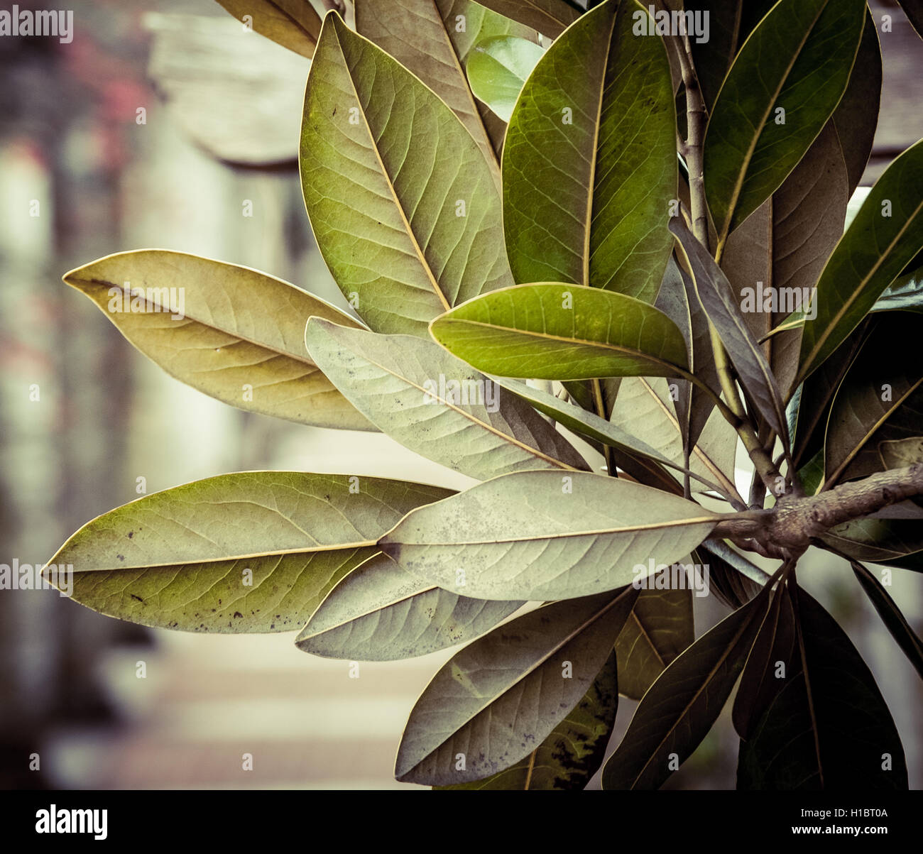 Bay leaf tree hi-res stock photography and images - Alamy