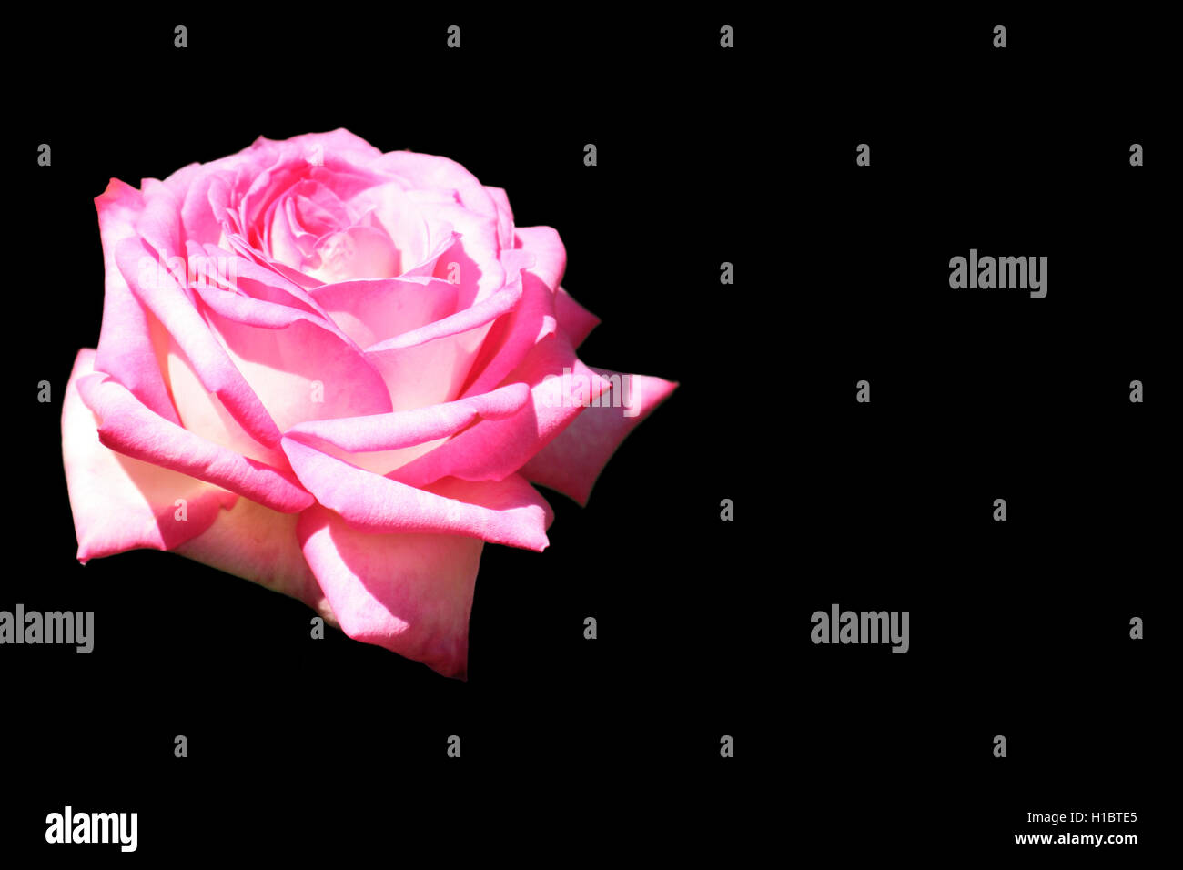 Pink rose isolated on black background Stock Photo - Alamy