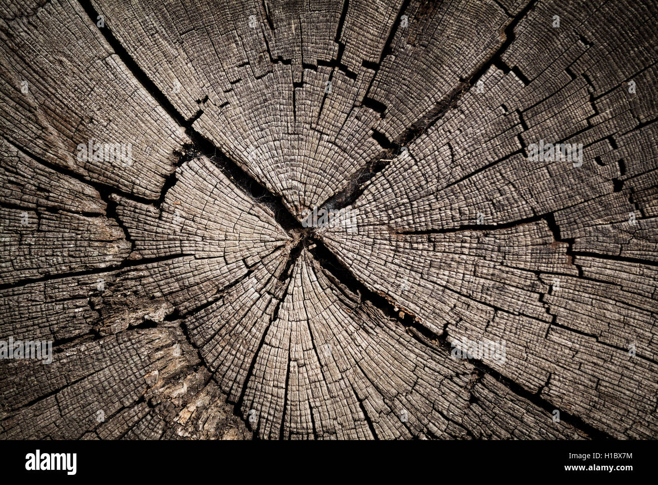 closeup photo of a wooden log in a park Stock Photo - Alamy