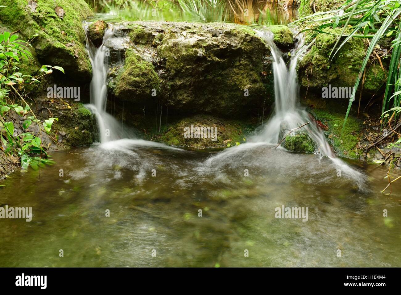 Twin small waterfalls flowing down rocks in the forest Stock Photo - Alamy