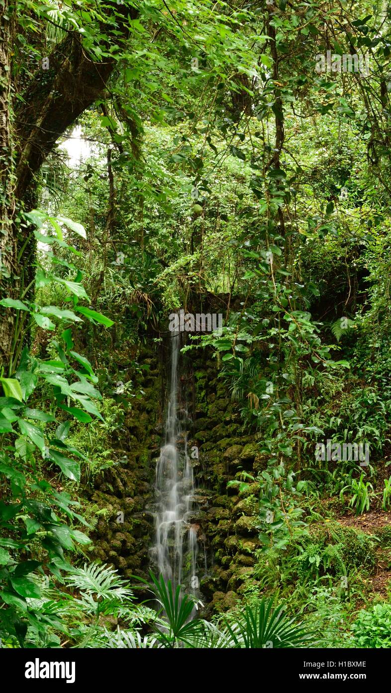 Tall waterfall among trees and shrubs in the forest Stock Photo - Alamy