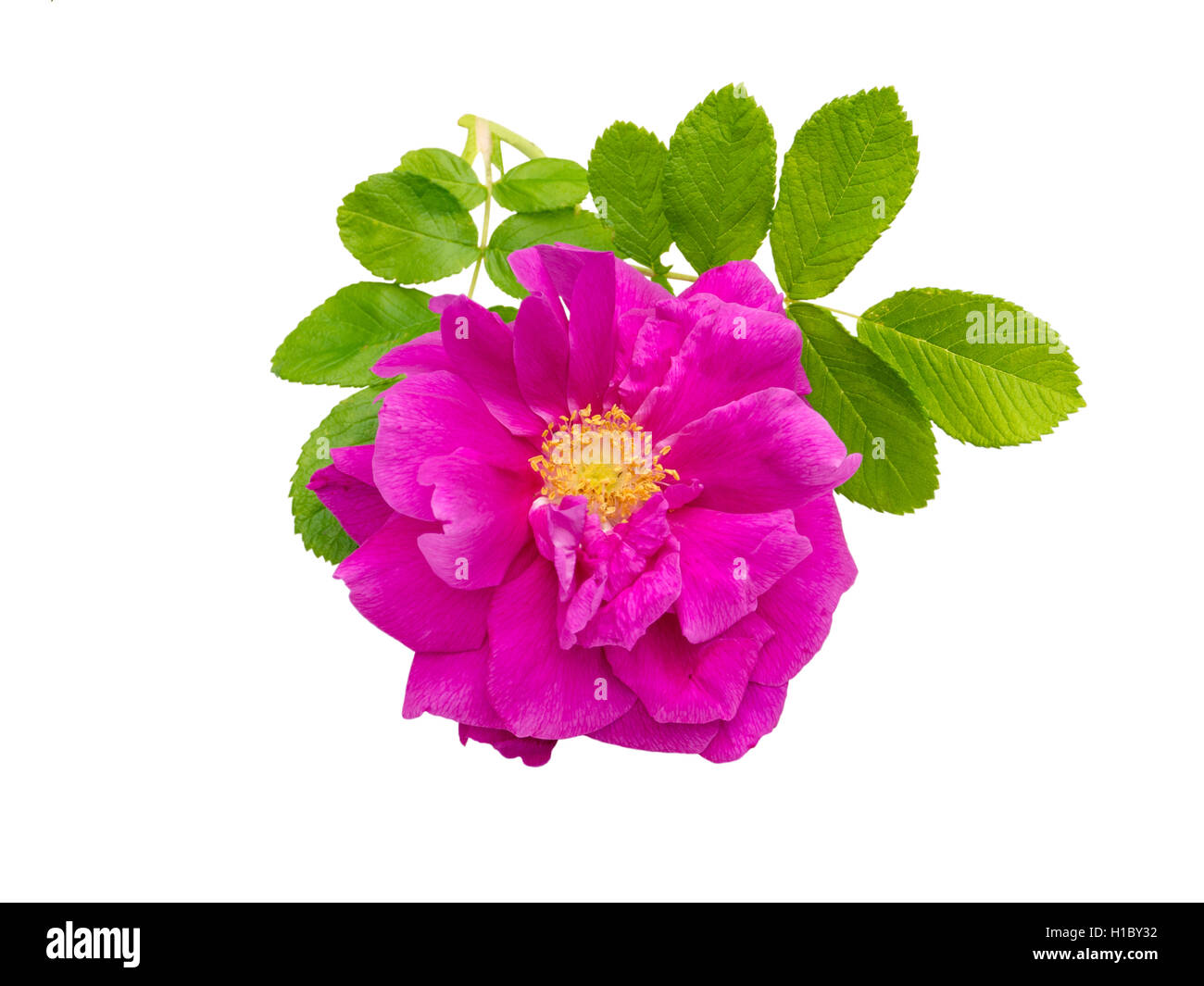 Pink Rugosa Rose Stock Photos & Pink Rugosa Rose Stock Images - Alamy