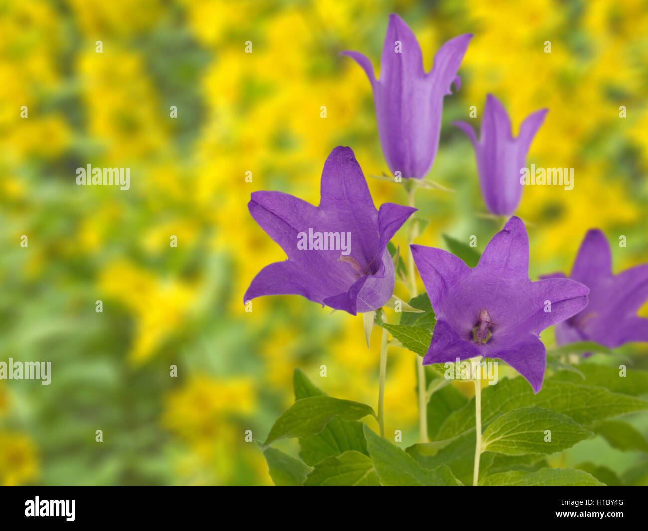 Field bellflower hi-res stock photography and images - Alamy