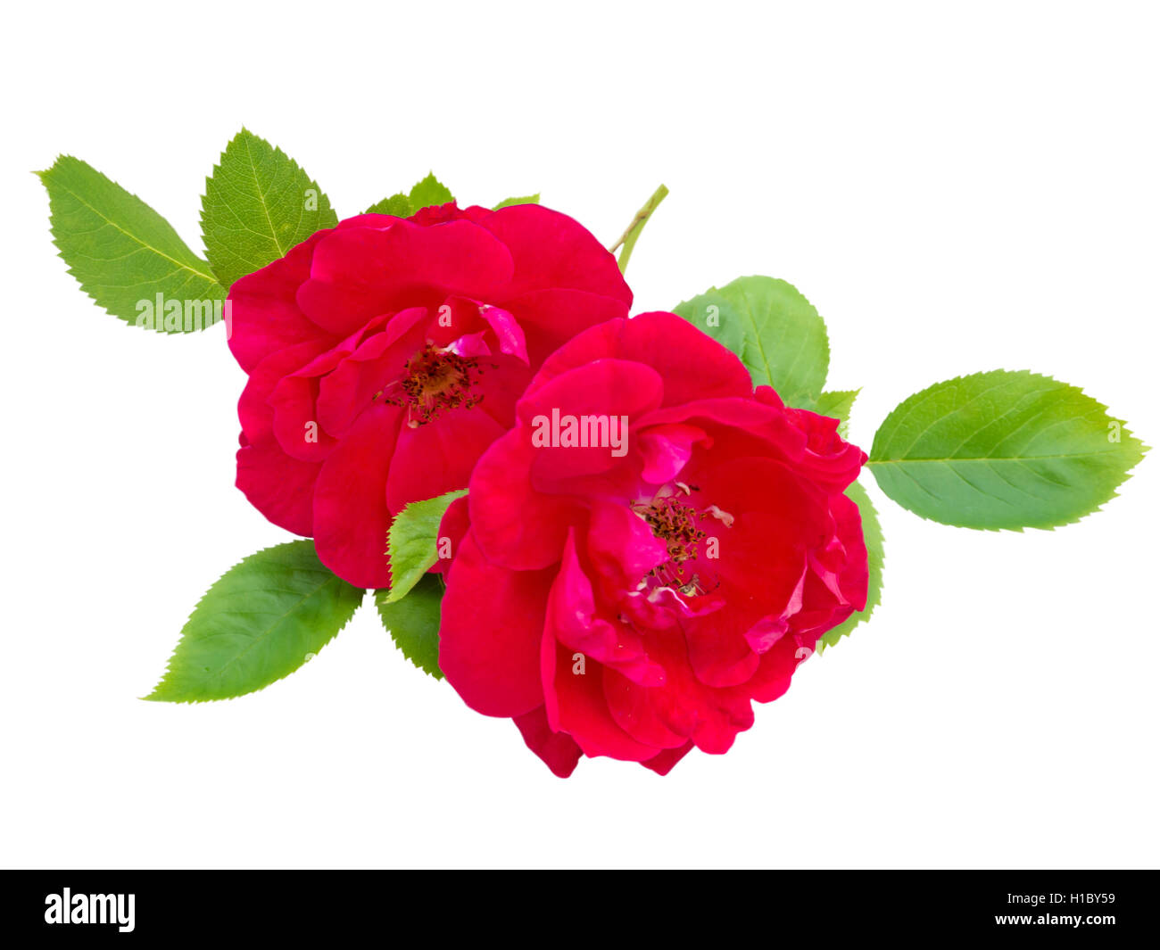 Two red leaves hi-res stock photography and images - Alamy