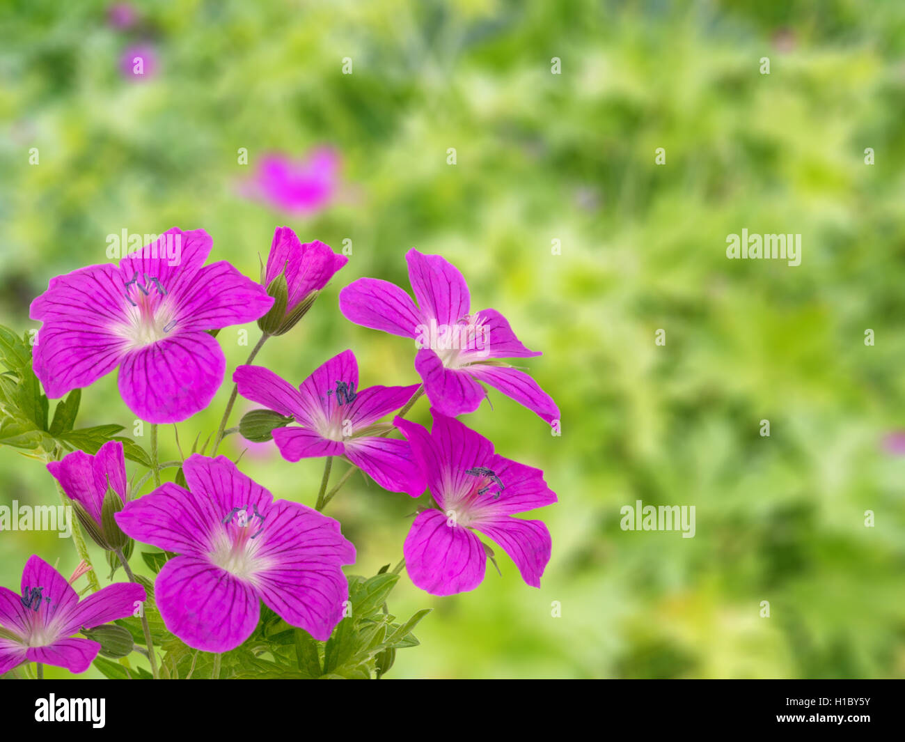 Wild geranium bouquet on the blurred garden background Stock Photo - Alamy