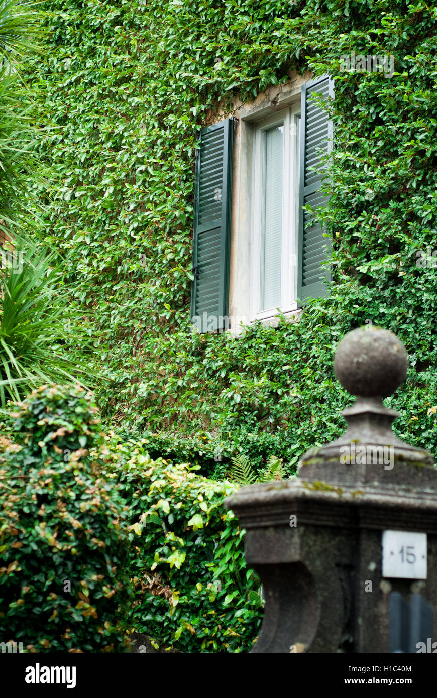 closeup photo of a window on a house covered in ivy Stock Photo - Alamy
