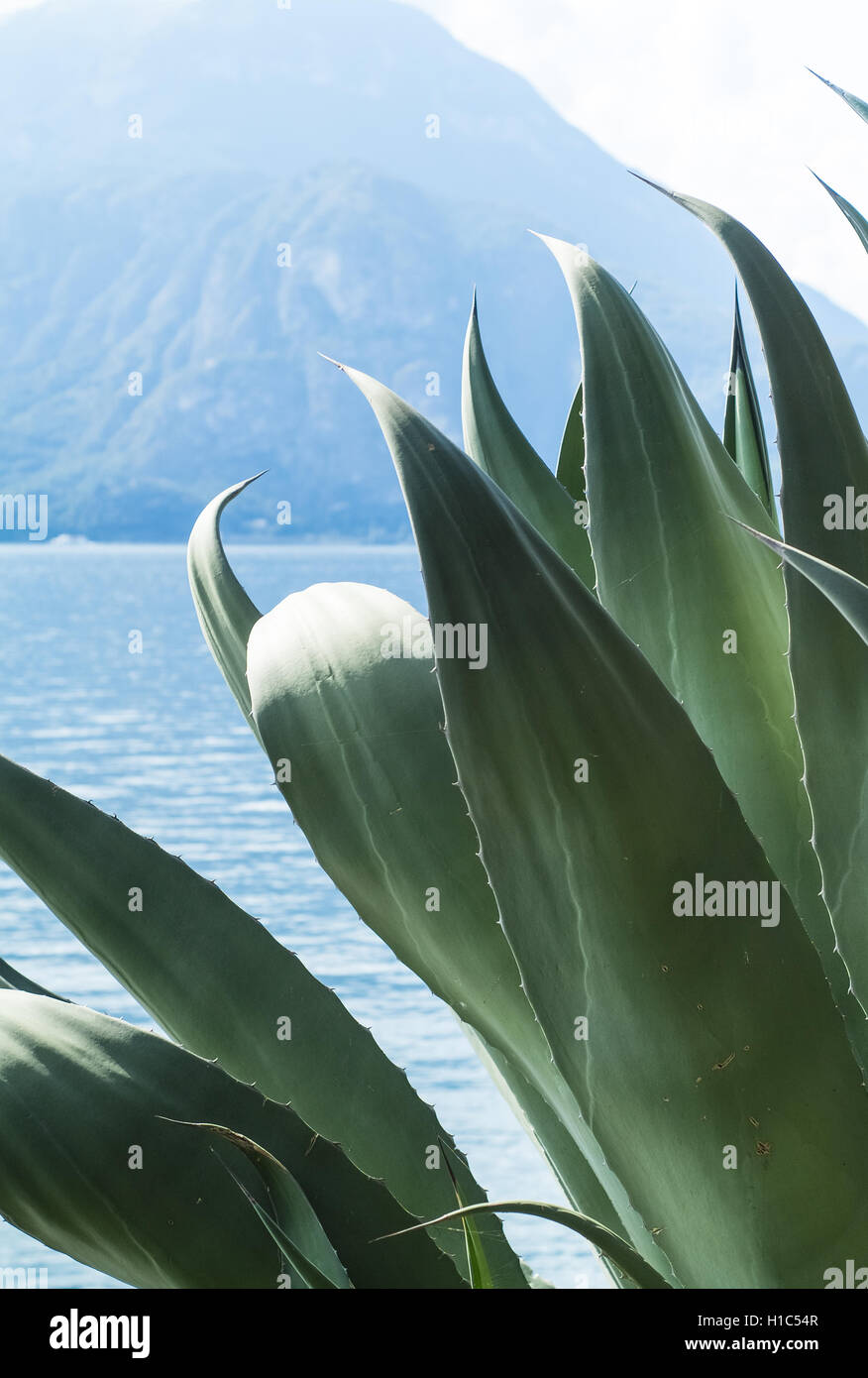Aloe variety hi-res stock photography and images - Alamy