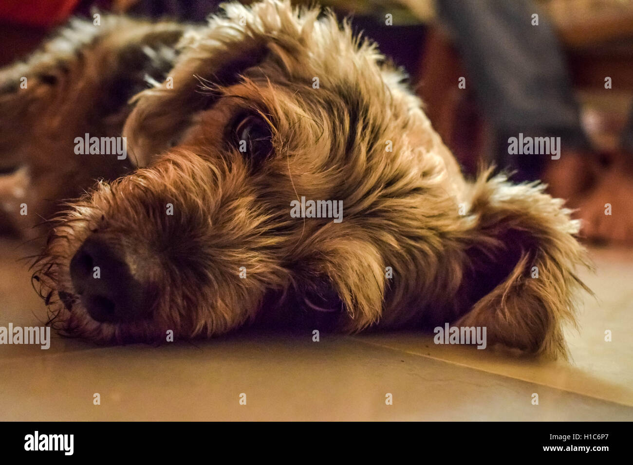 Sleeping relaxing hi-res stock photography and images - Alamy