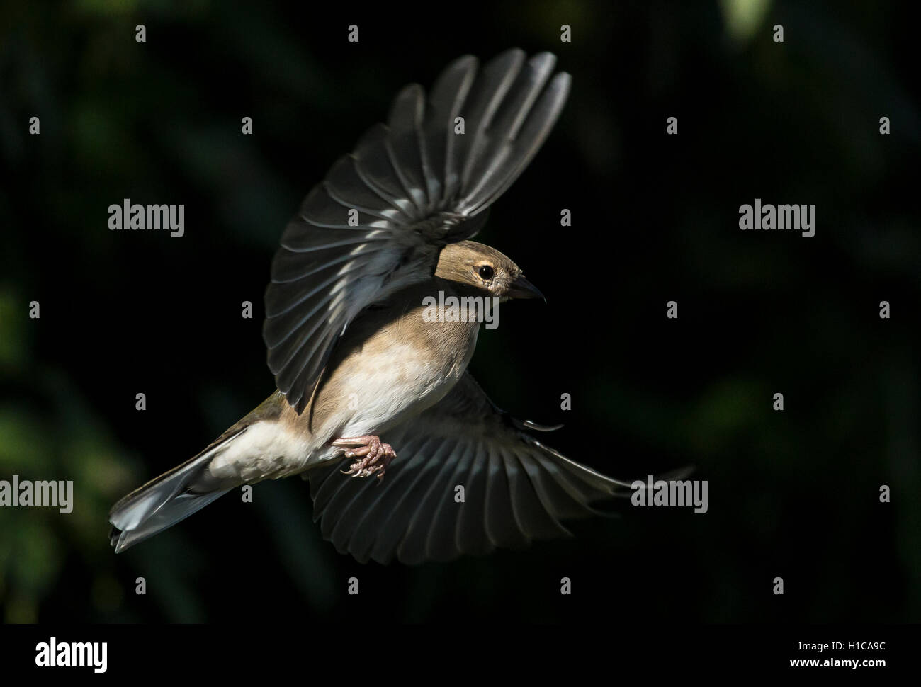 chaffinch in flight Stock Photo - Alamy