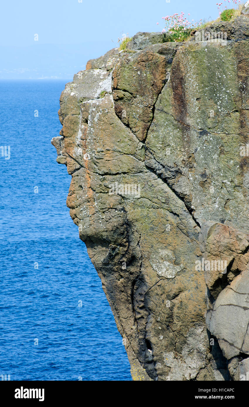 Cliff clover hi-res stock photography and images - Alamy