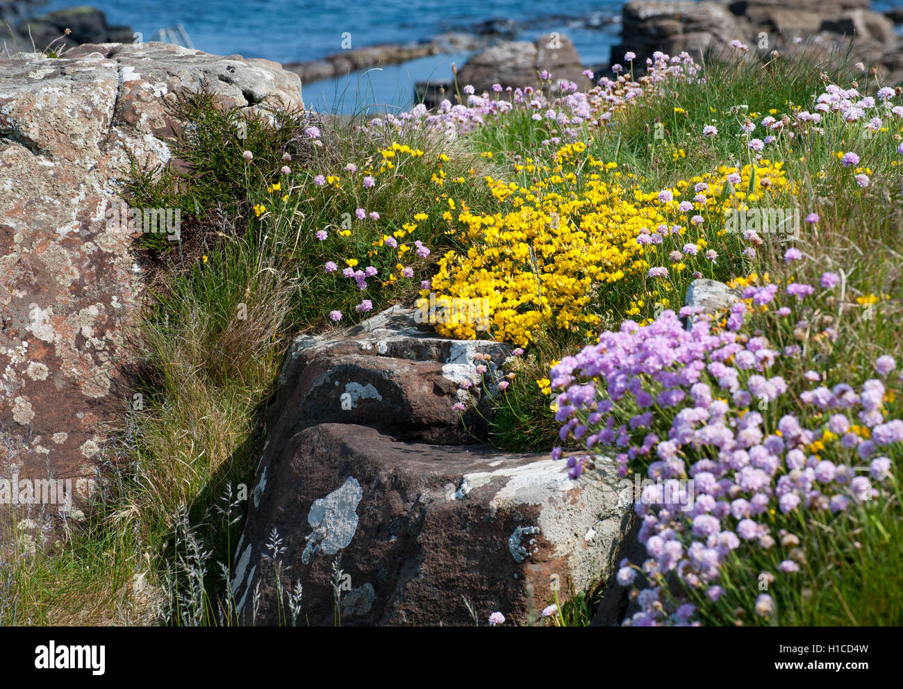 Irish wild flowers ireland hi-res stock photography and images - Alamy