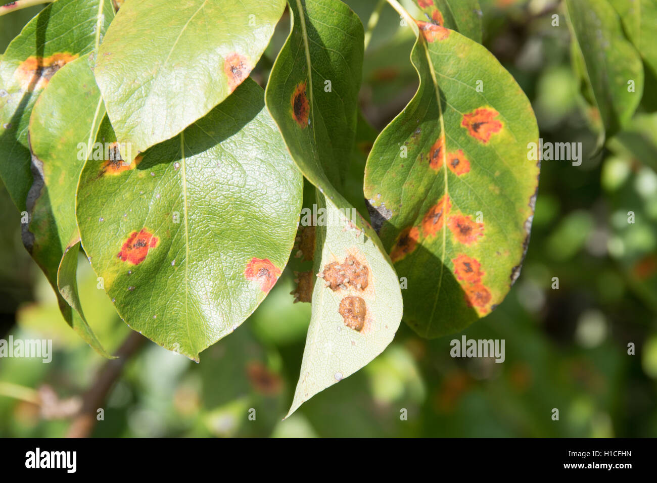 Diseased pear hi-res stock photography and images - Alamy