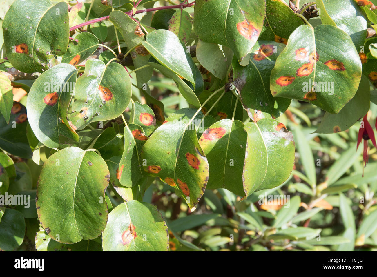 Pear tree pests and diseases hi-res stock photography and images - Alamy